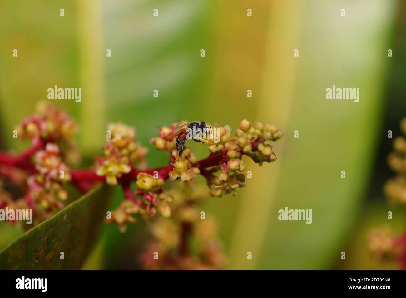 Collecting mango hi-res stock photography and images - Alamy