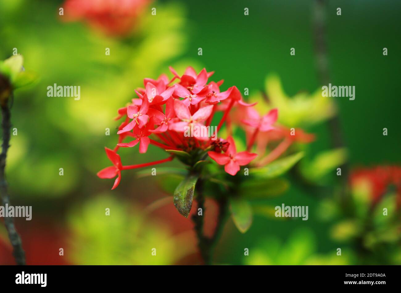 Kerala thechi flower hi-res stock photography and images - Alamy