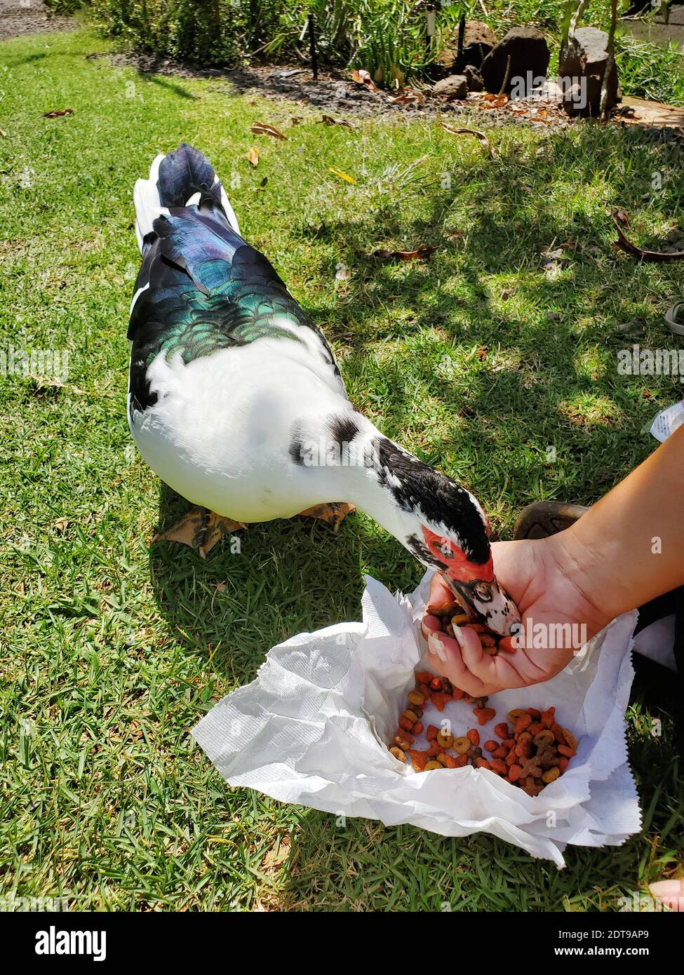 Human duck hi-res stock photography and images - Alamy