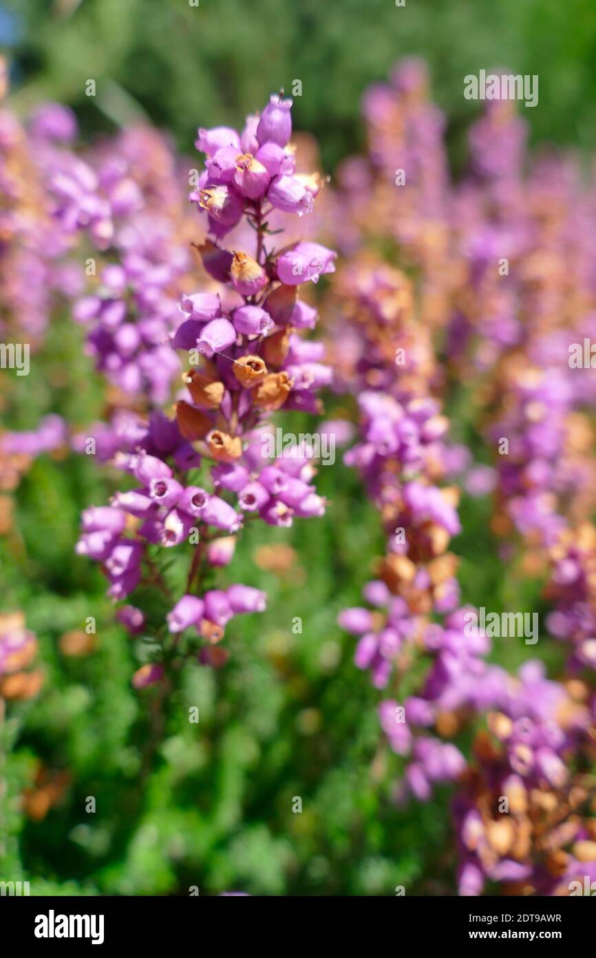 Detail macro of heather flowers in a Seattle garden, Washington Stock ...