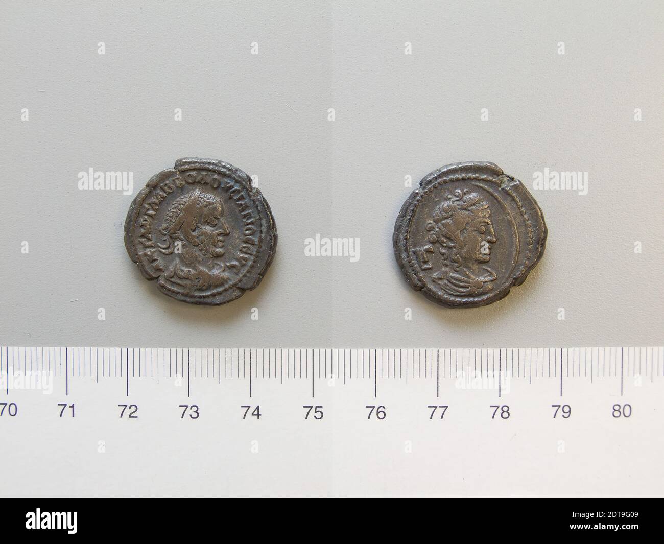 Gallus volusianus hi-res stock photography and images - Alamy