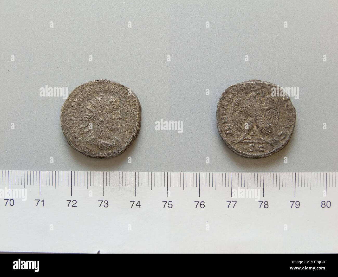 Gallus volusianus hi-res stock photography and images - Alamy