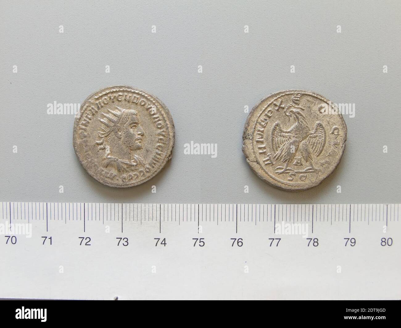 Gallus volusianus hi-res stock photography and images - Alamy