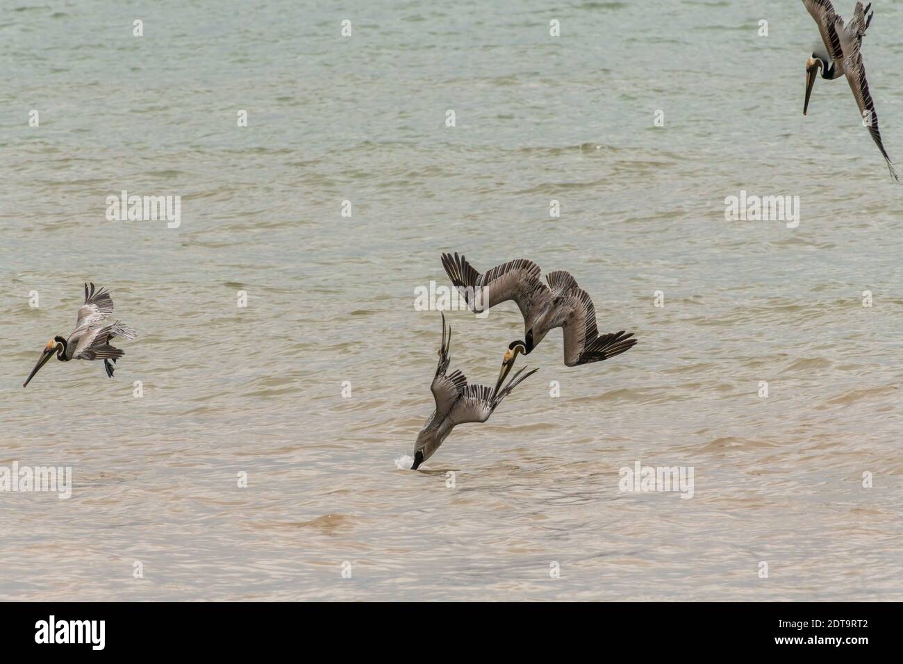 A Group of Pelicans Are Hunting and Diving Into the Ocean Water Stock ...