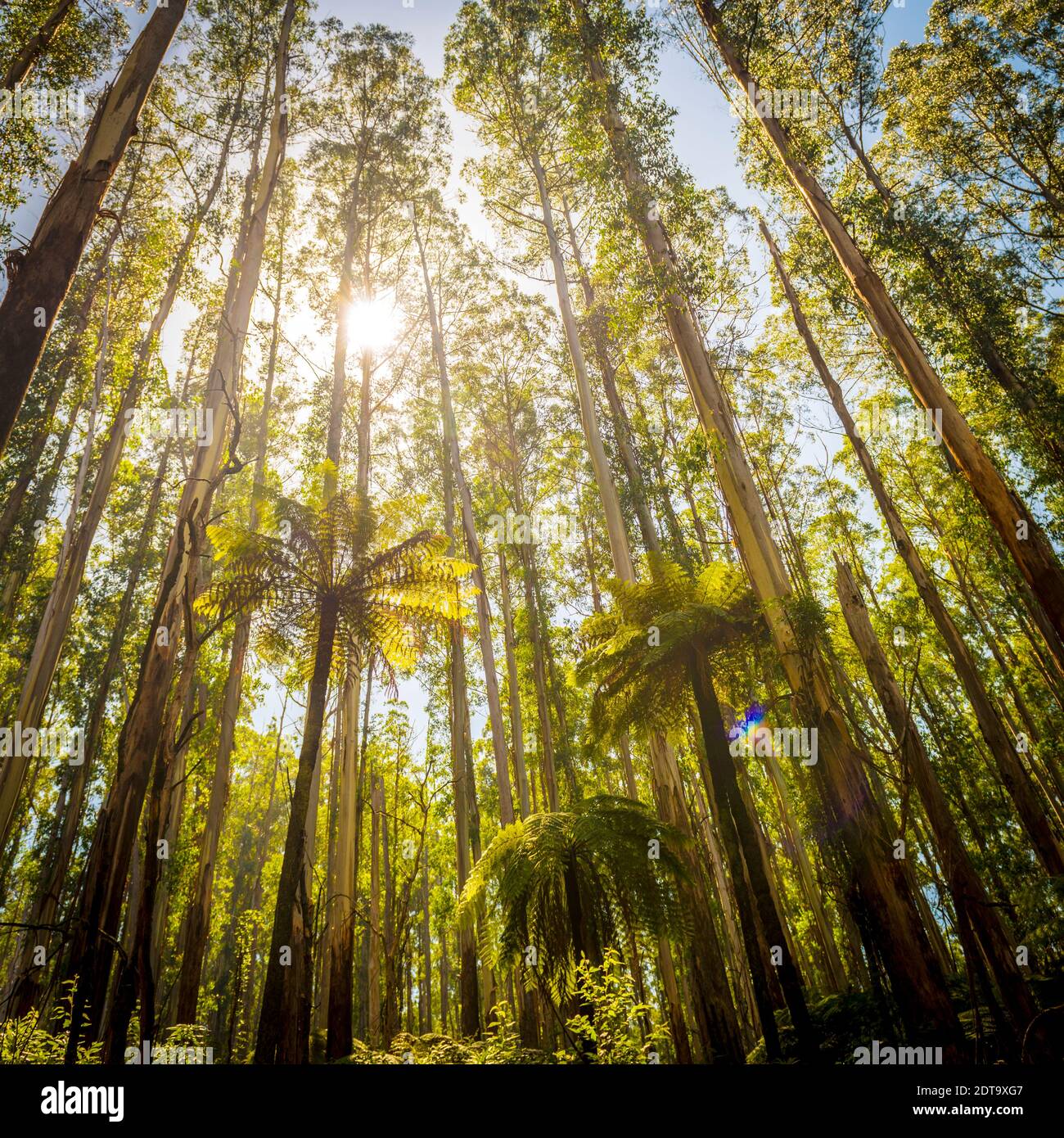 Mountain ash eucalyptus trees forest victoria australia hi-res stock ...