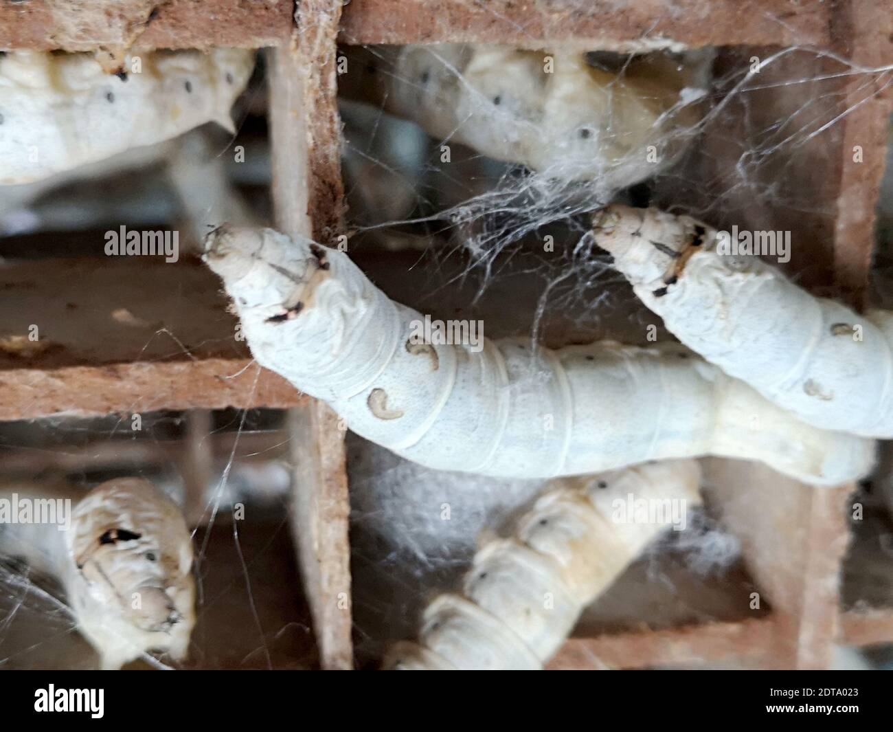 Worm web hi-res stock photography and images - Alamy
