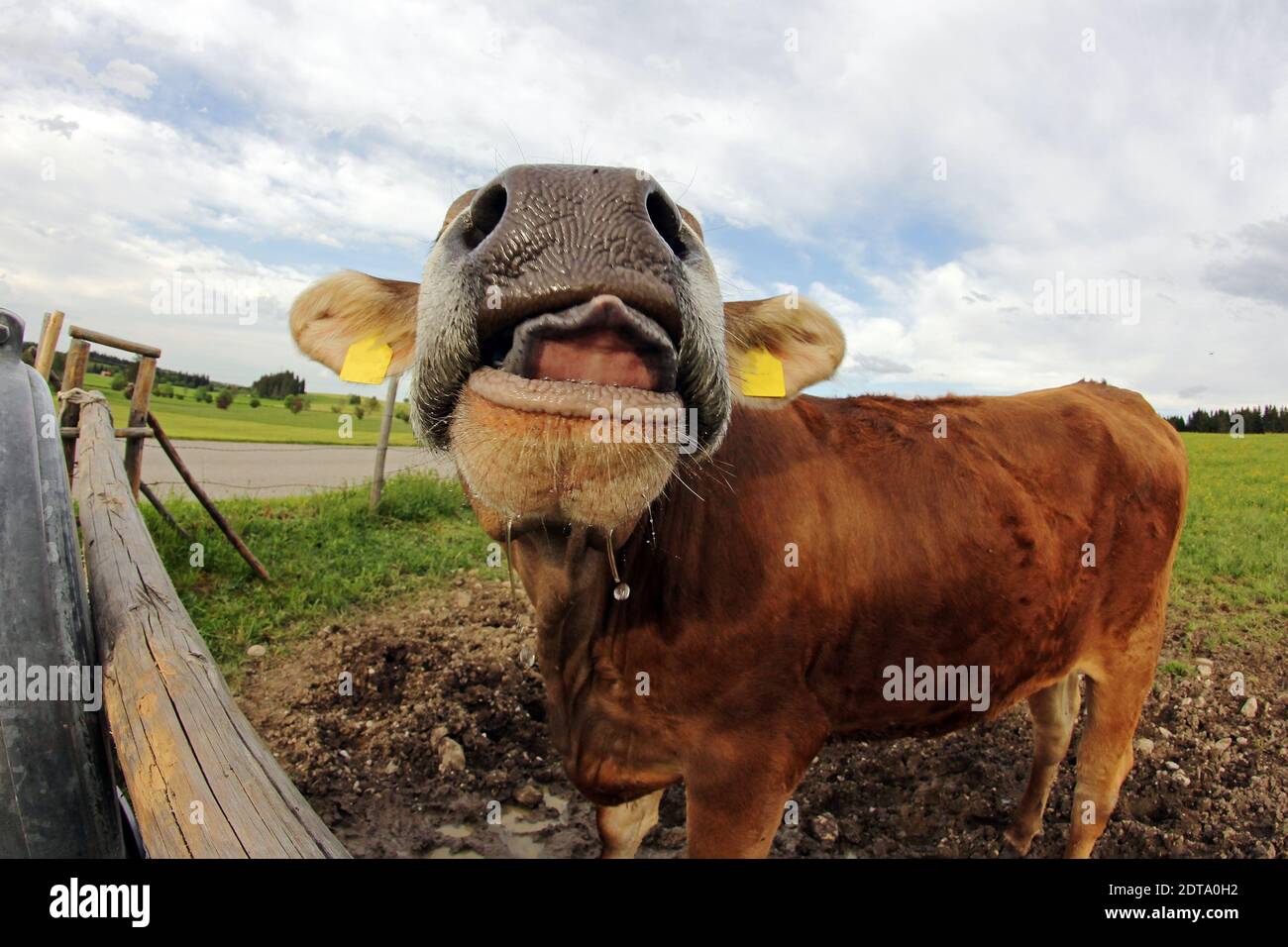 Cow face tongue out hi-res stock photography and images - Alamy