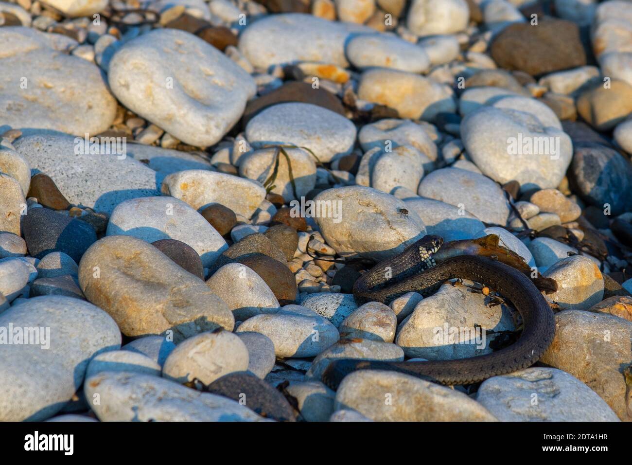 Rock snake pebbles hi-res stock photography and images - Alamy