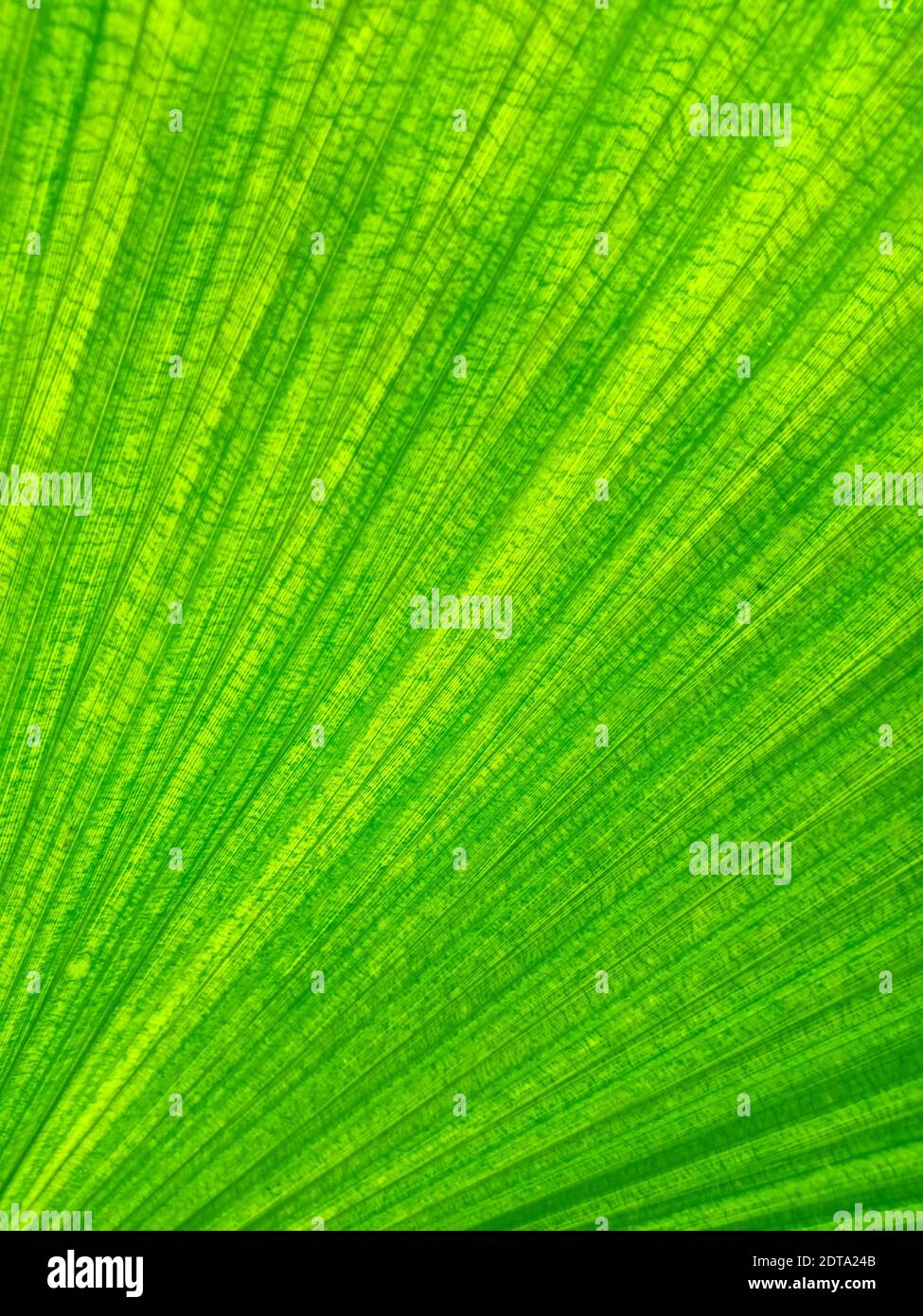 Vain of leaves hi-res stock photography and images - Alamy