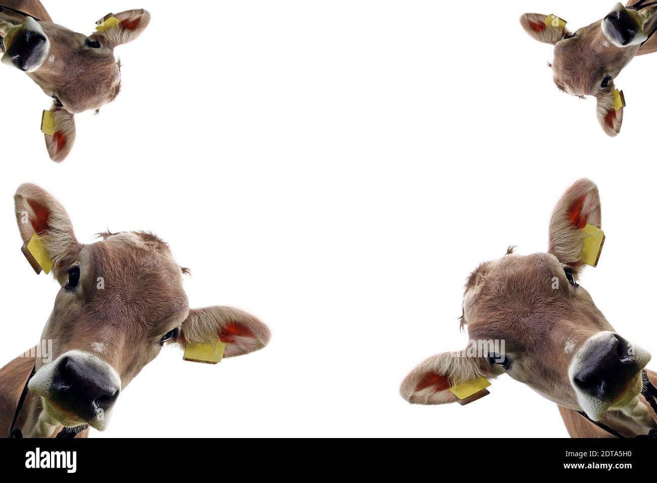 White background with heads of a young pretty brown cattle. Collage ...