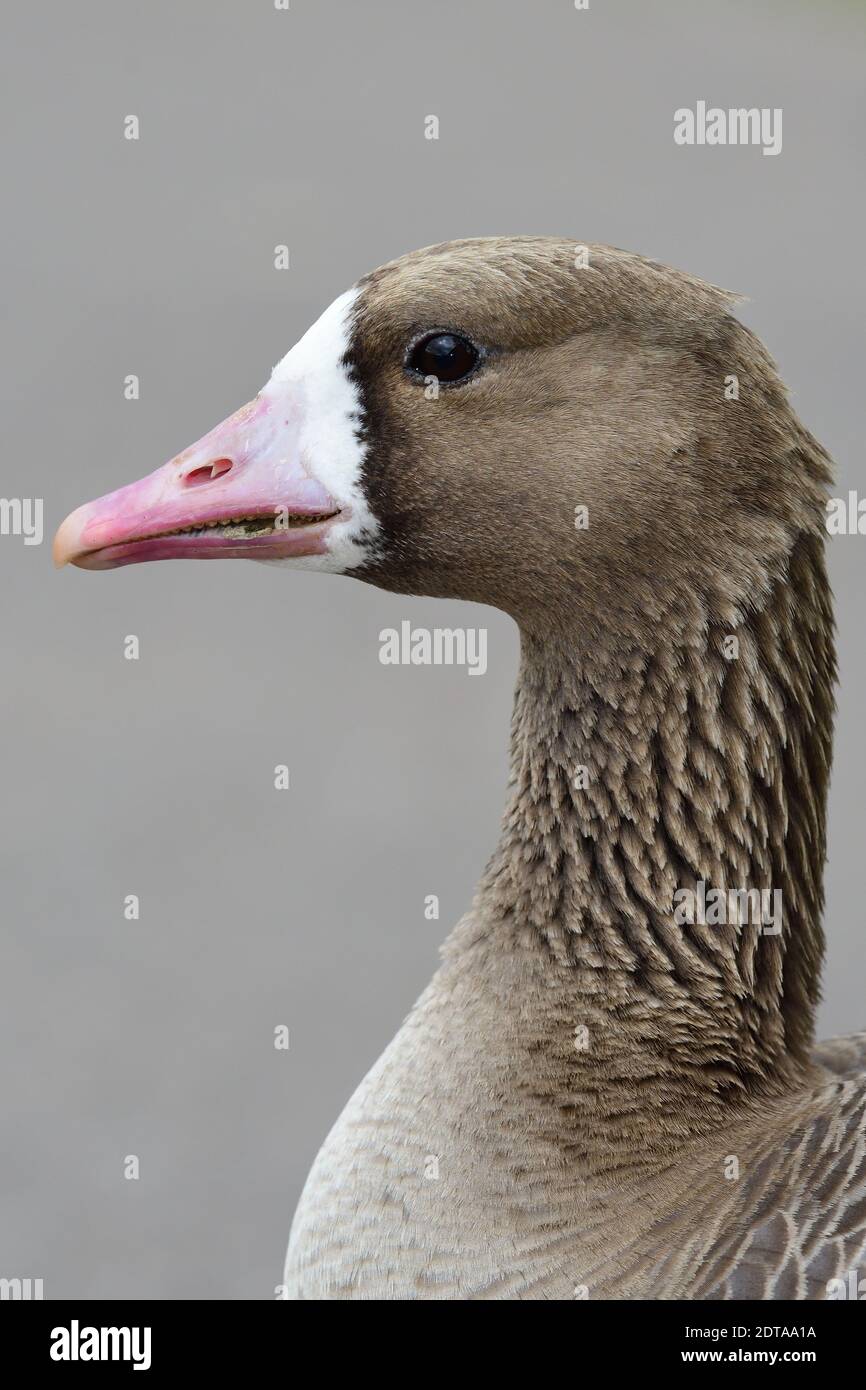 Headshot of a goose hi-res stock photography and images - Alamy