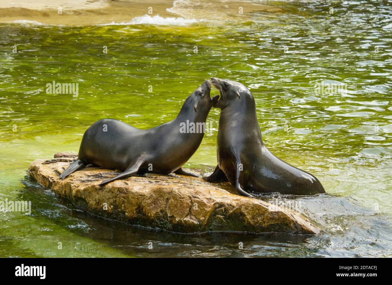 Berlin seals hi-res stock photography and images - Alamy