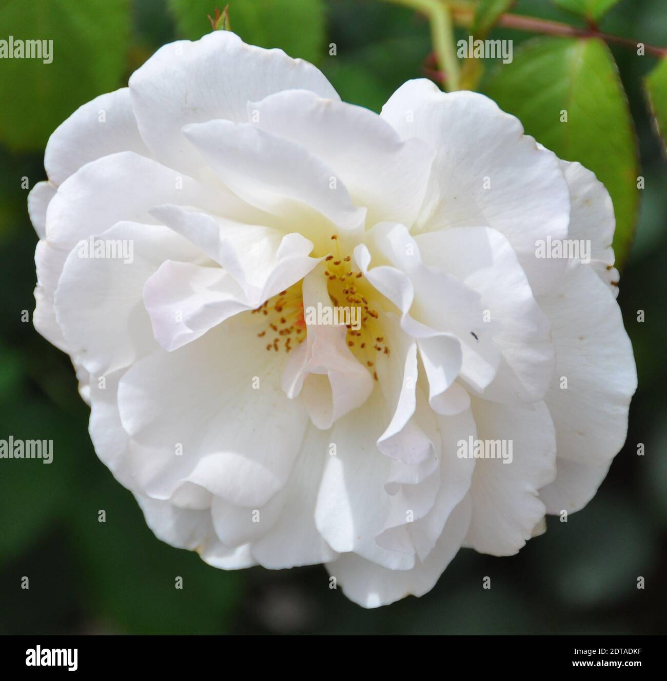 Arcen netherlands rose hi-res stock photography and images - Alamy