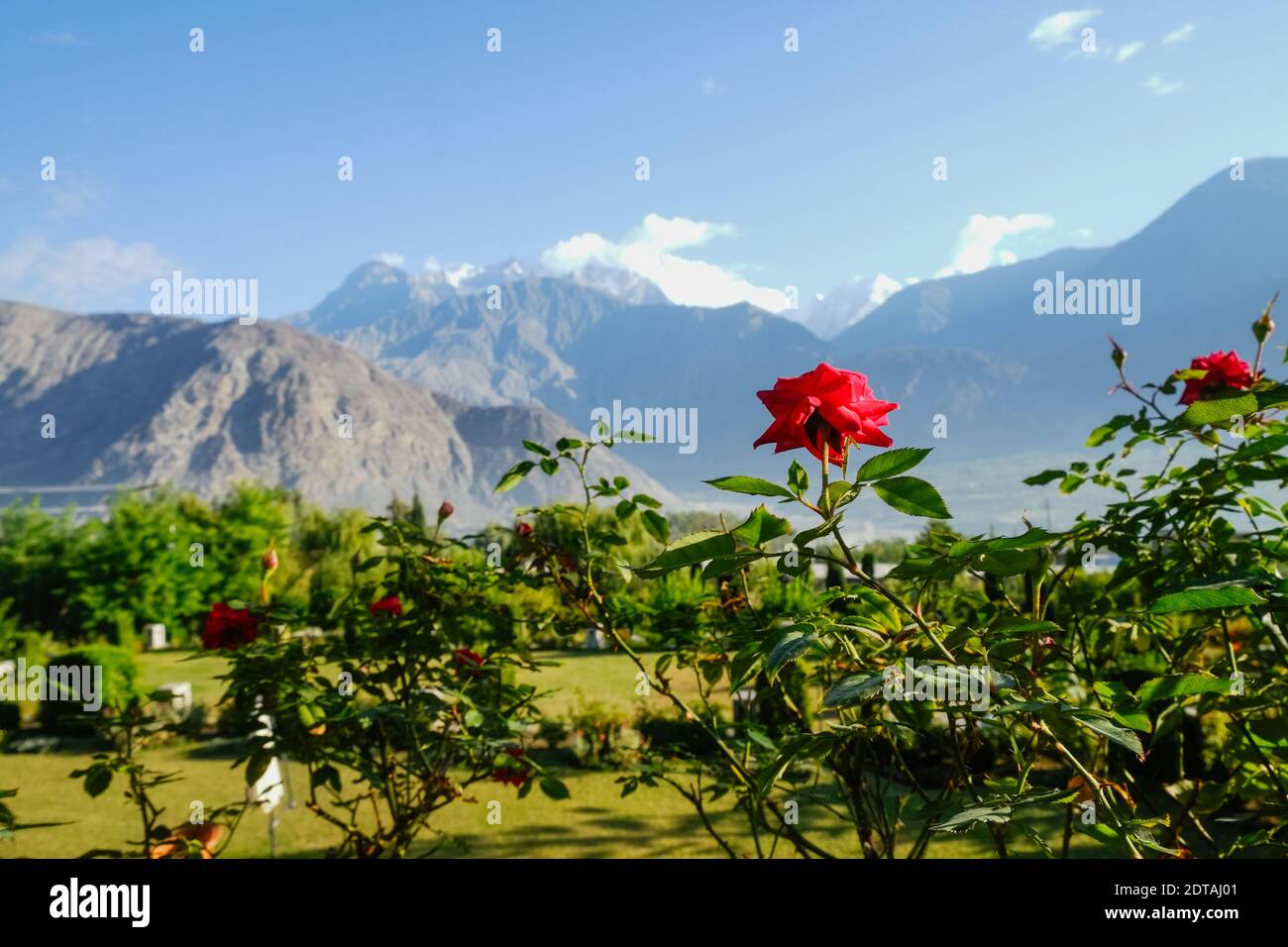 Rose garden range hi-res stock photography and images - Alamy