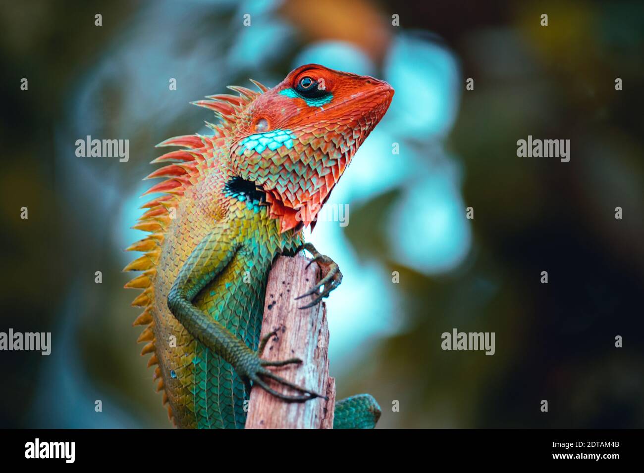 Green garden lizard showed up for a photoshoot, resting in a wooden ...