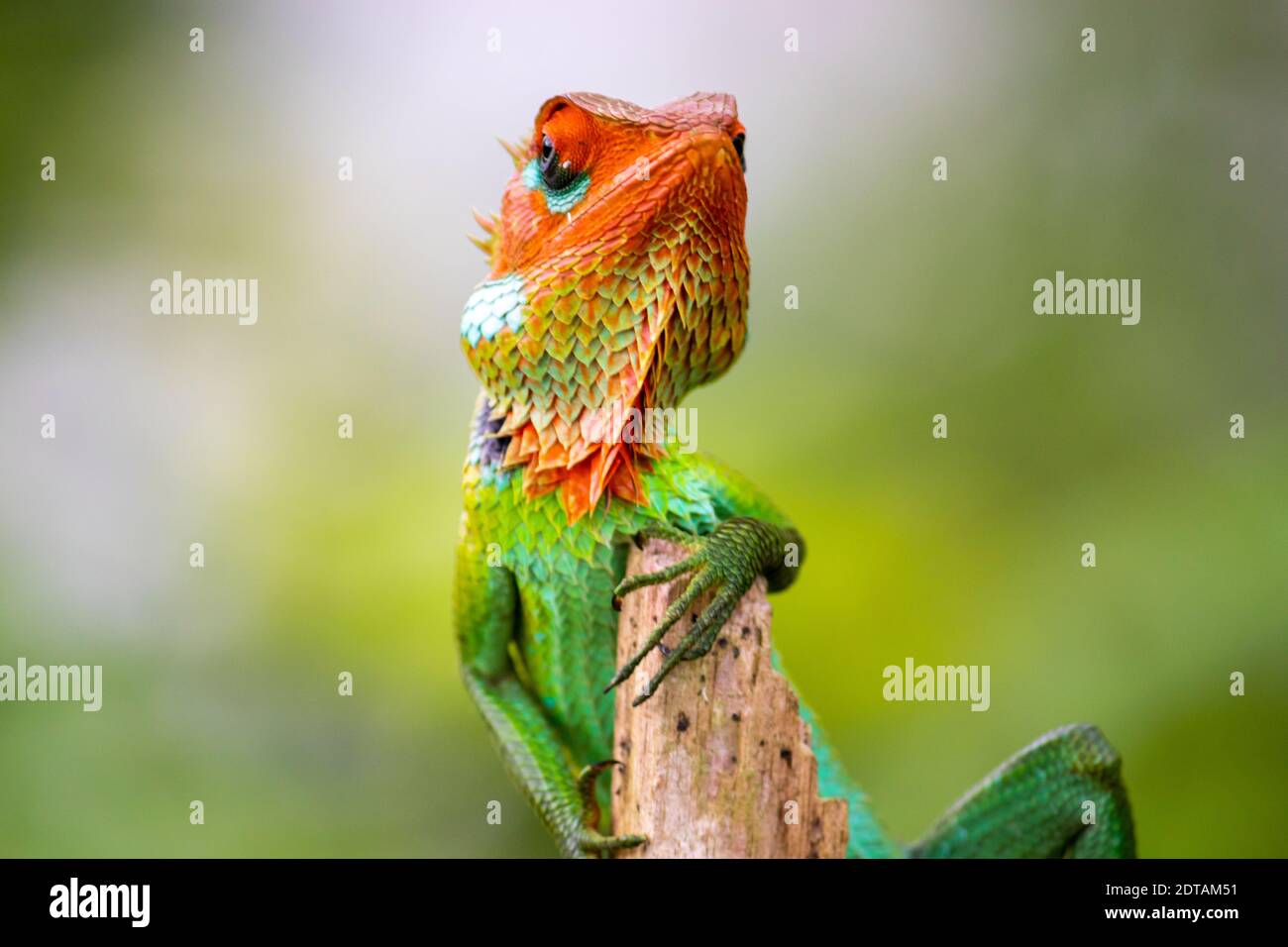 Green garden lizard showed up for a photoshoot, resting in a wooden ...