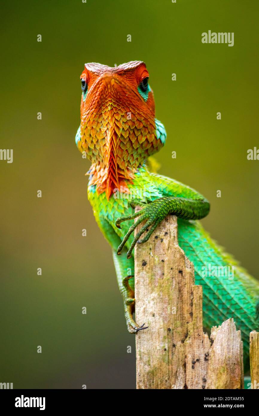 Green garden lizard showed up for a photoshoot, resting in a wooden ...