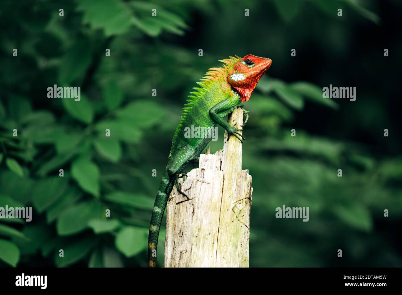 Common green forest lizard on a wooden pole in Sinharaja rain forest ...