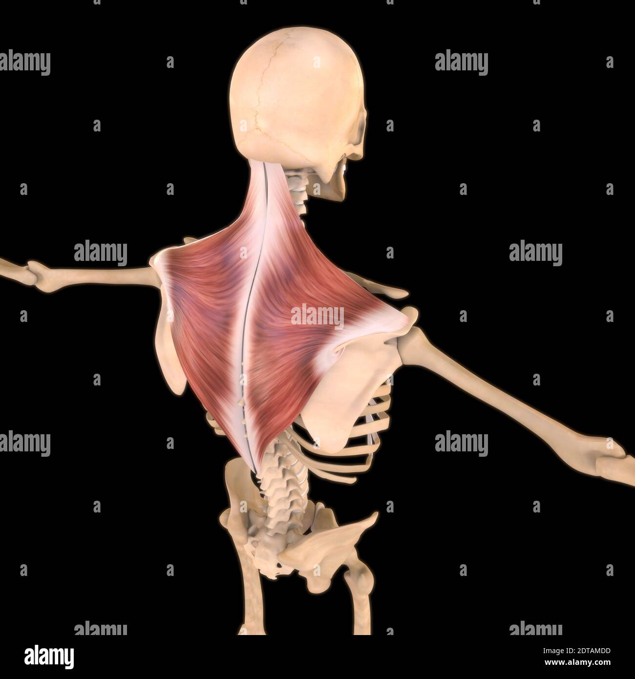 3D Illustration, Muscle is a soft tissue, Muscle cells contain proteins ...