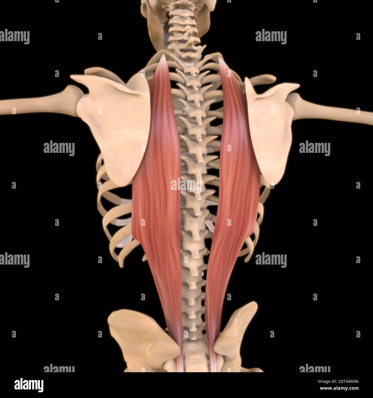 3D Illustration, Muscle is a soft tissue, Muscle cells contain proteins ...