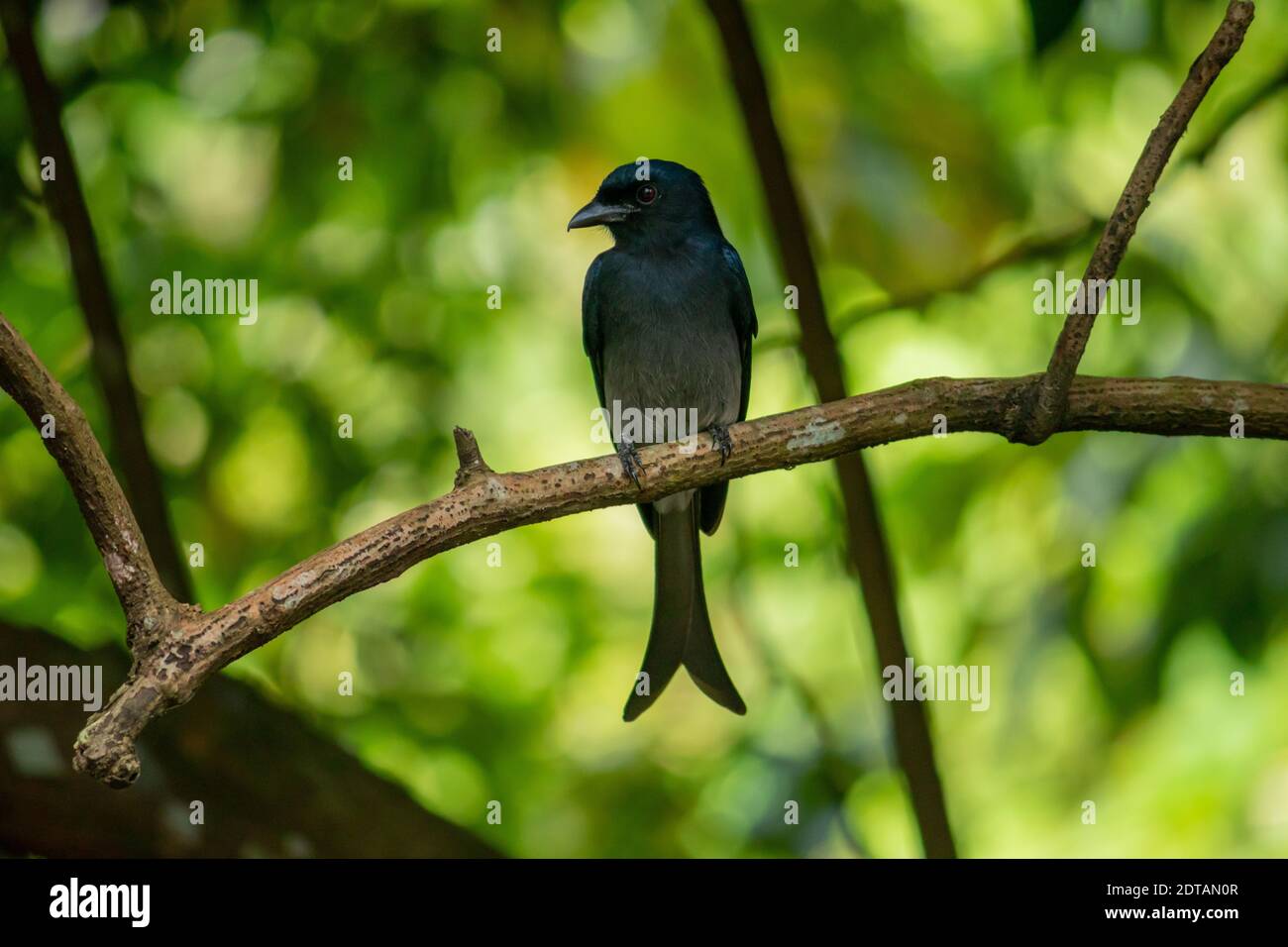 Split tail hi-res stock photography and images - Alamy