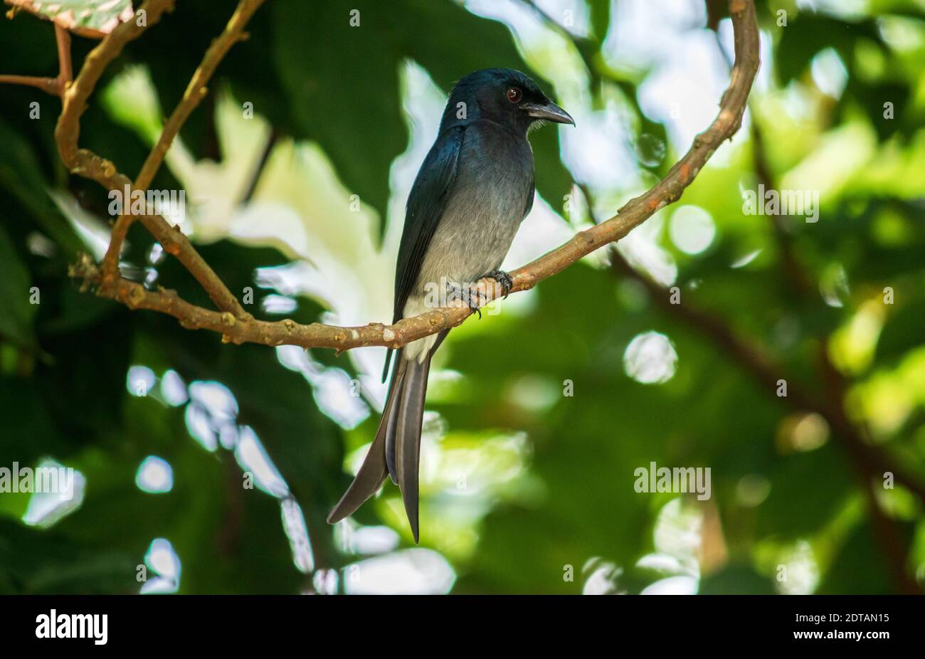 Common black Drongo bird perched under the shade of a tree, looking so ...