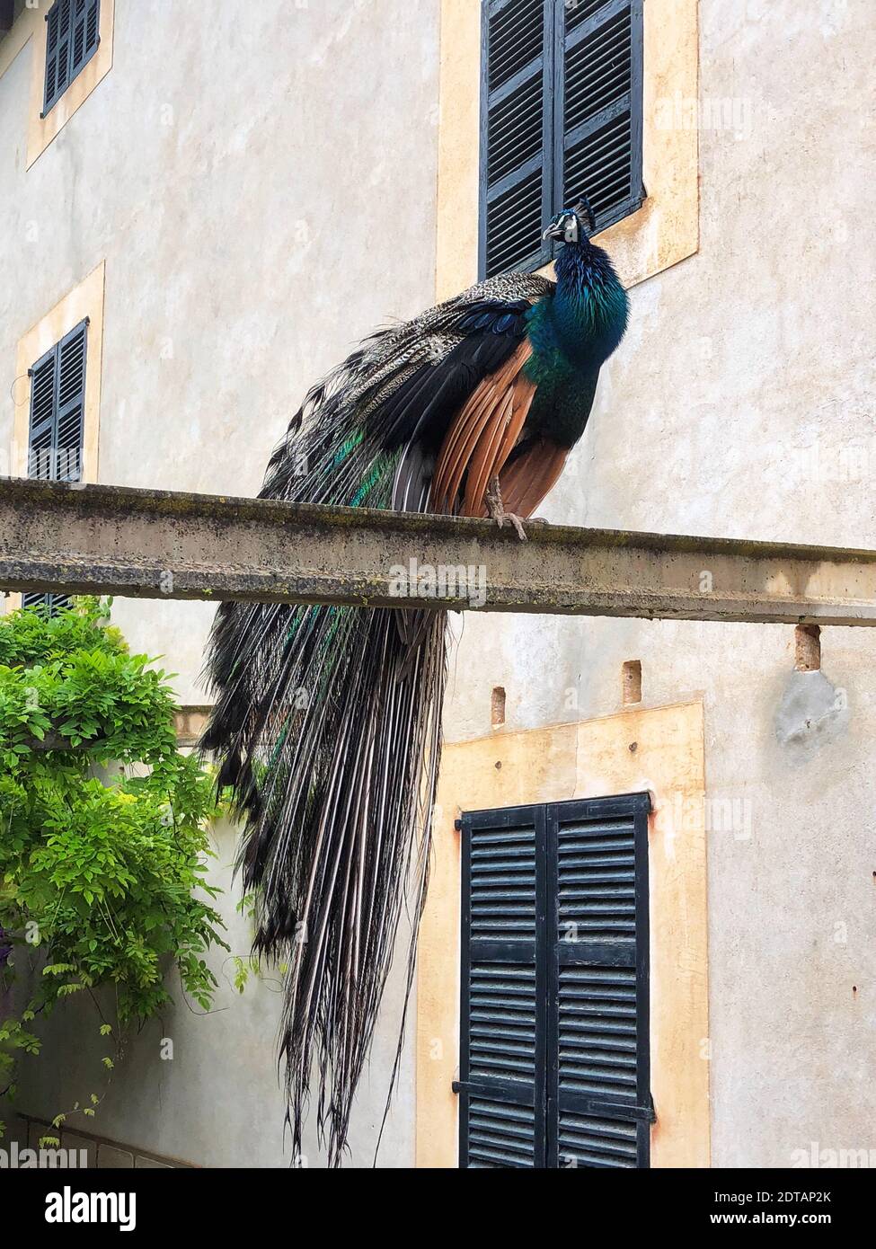 Peacock porto hi-res stock photography and images - Alamy