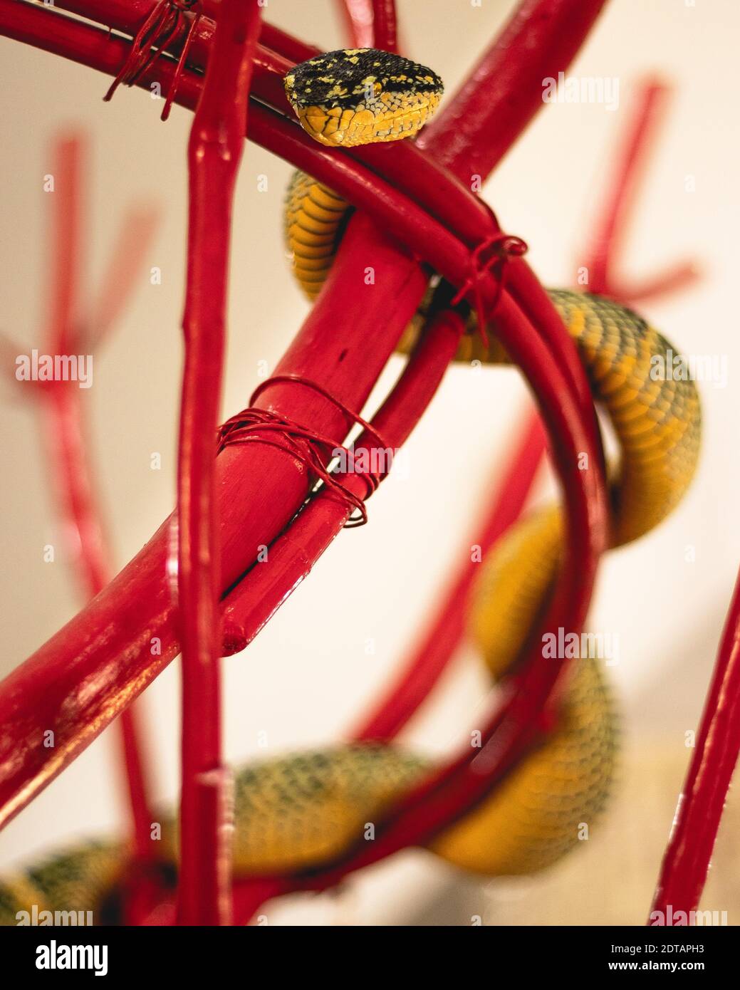Snake cable hi-res stock photography and images - Alamy