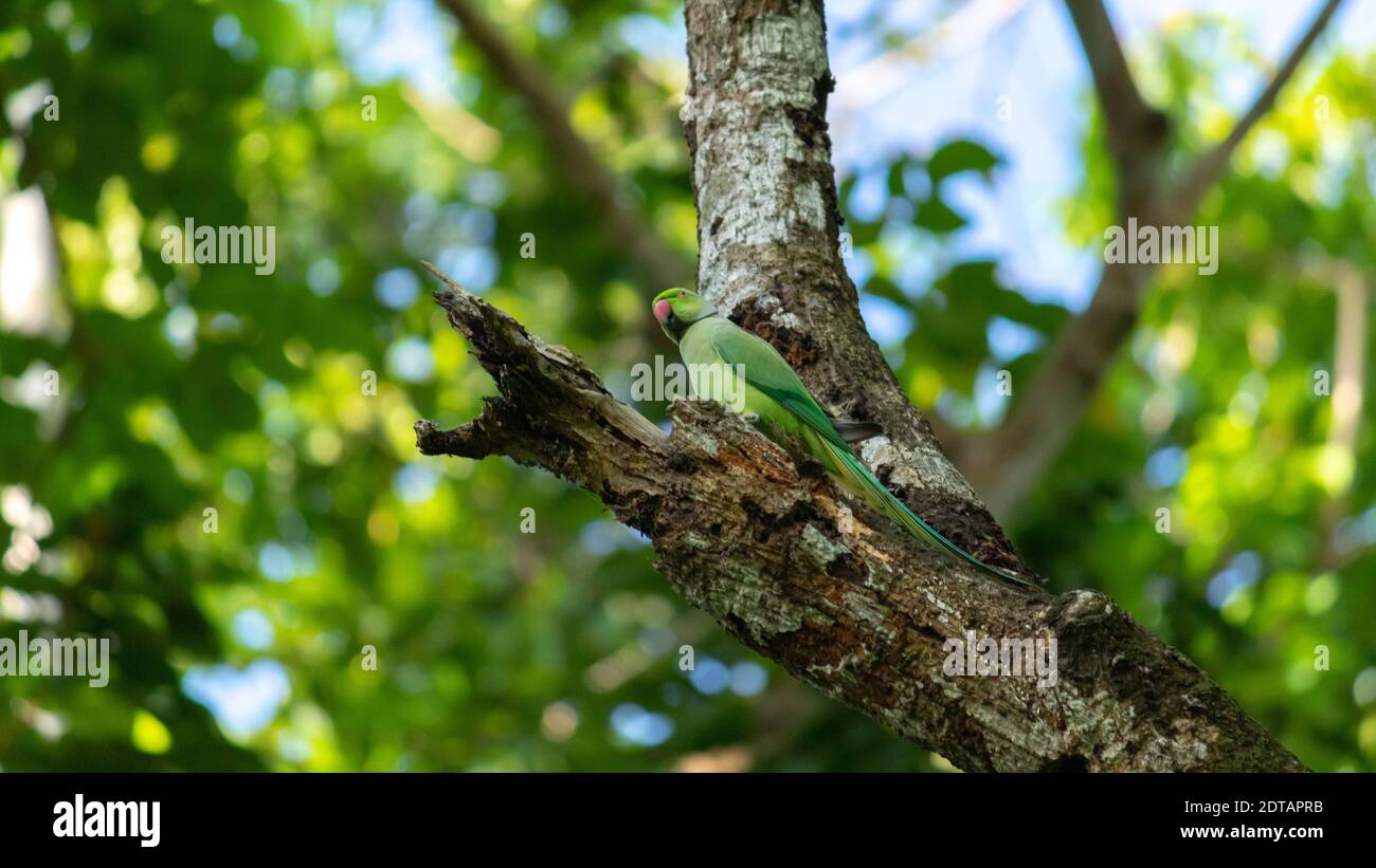 Red ringed green parrot in an old dead tree branch, photograph from ...