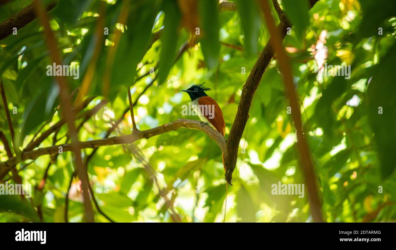 Male Indian Paradise Flycatcher spotted in the shade of the trees, very ...