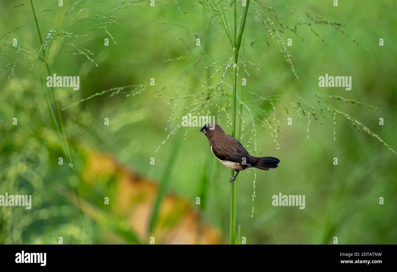 Eats Small Birds High Resolution Stock Photography and Images - Alamy