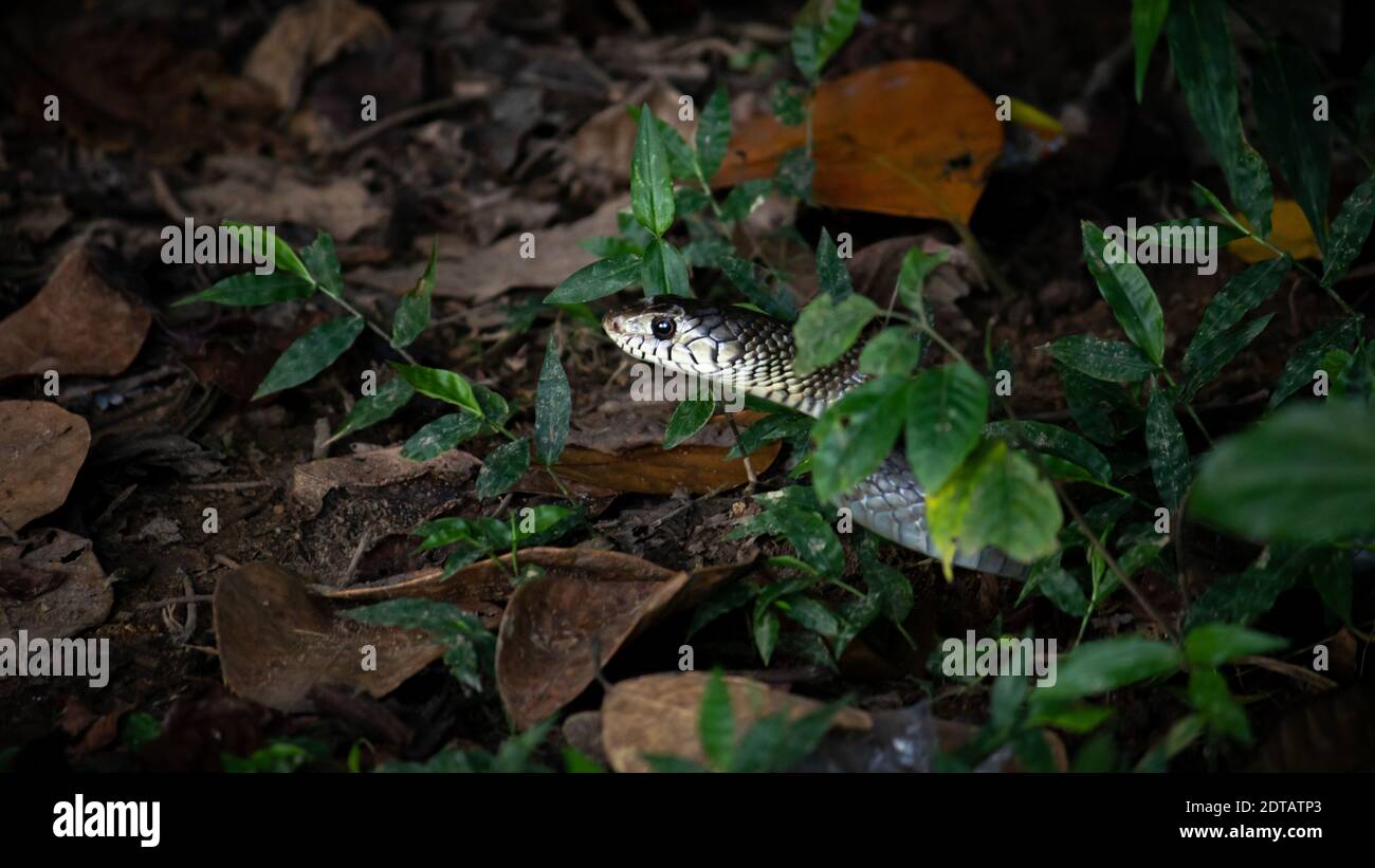 Rat snake peeking head out in the grass and dead leaves ground Stock ...