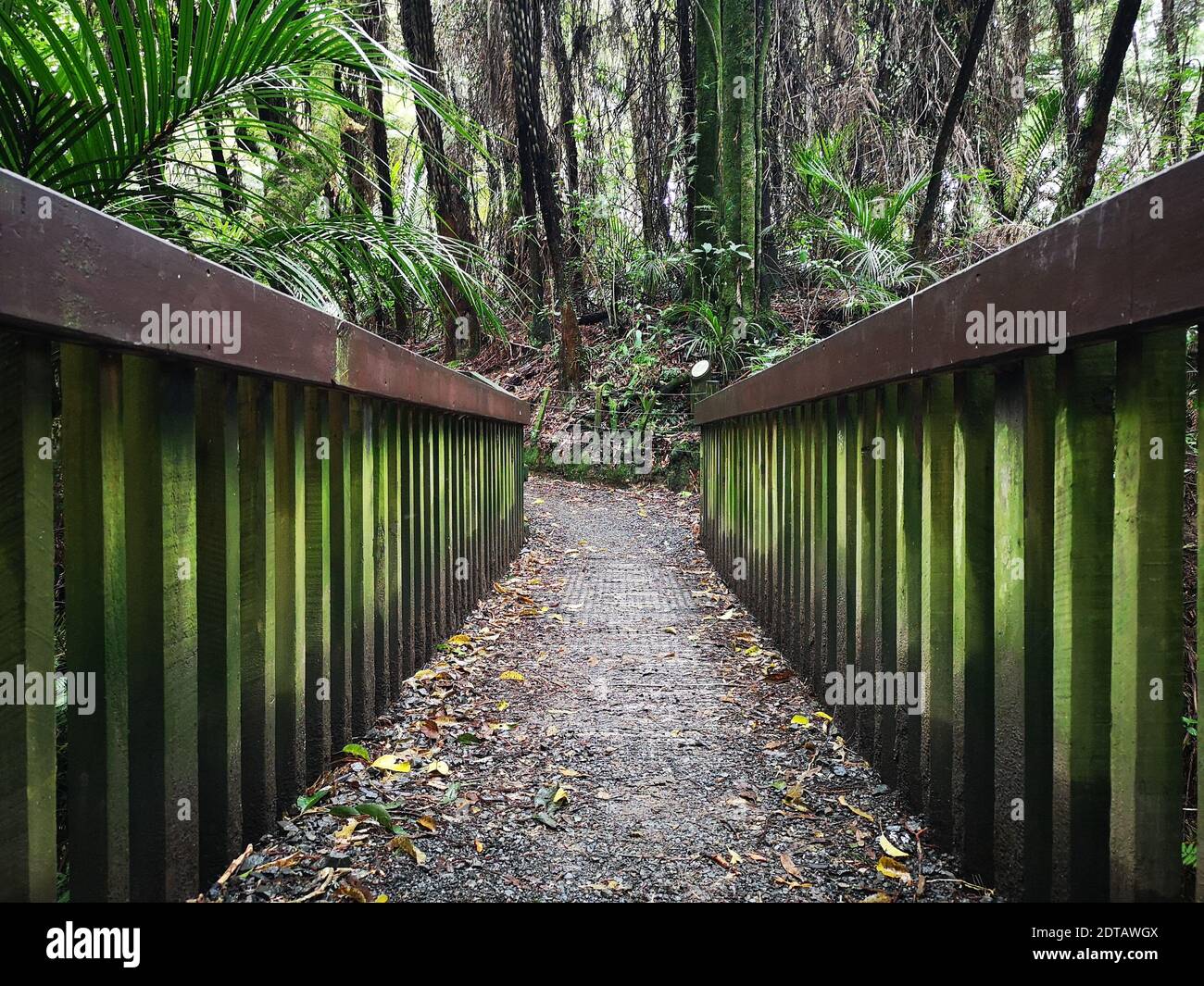 Totara Trees New Zealand High Resolution Stock Photography and Images ...