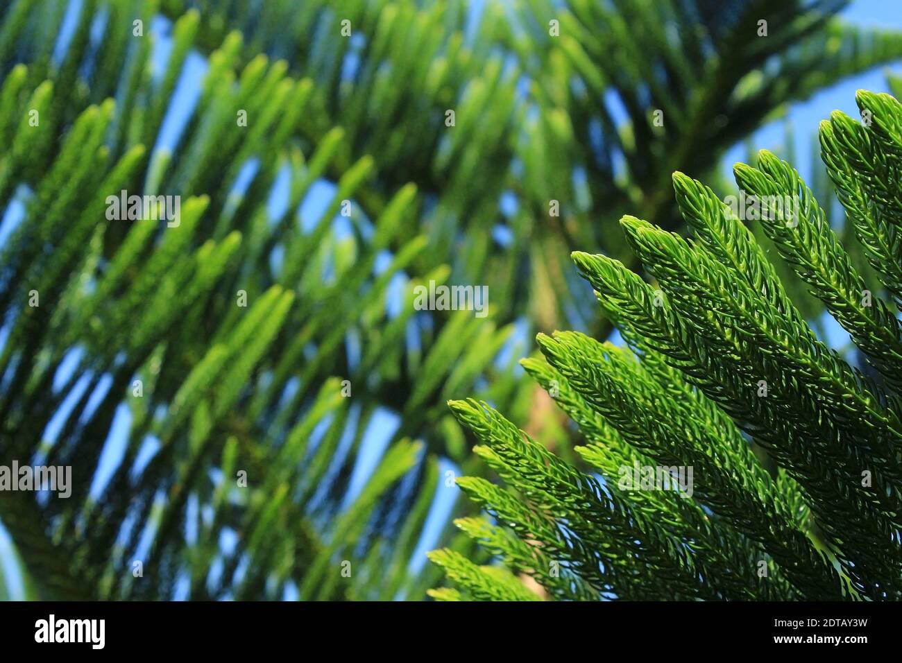 Norfolk island tree fern hi-res stock photography and images - Alamy
