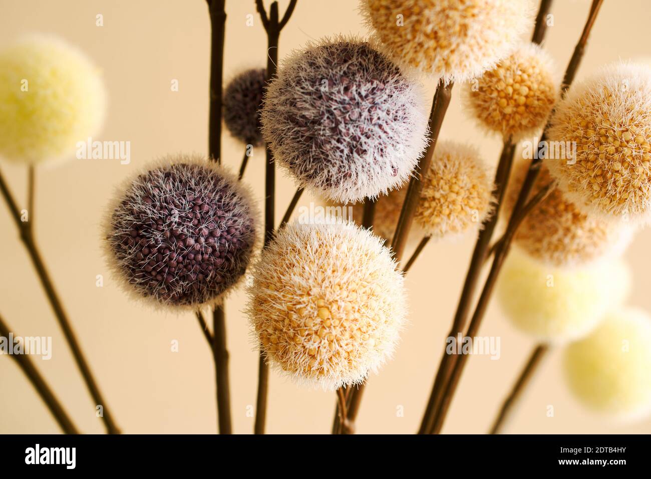 flower of a willow, bouquet of flowers Stock Photo - Alamy