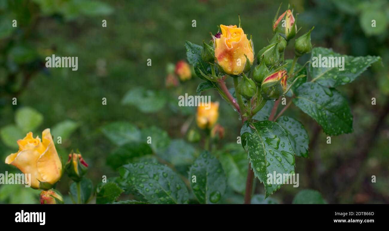 Breeding roses gardening hi-res stock photography and images - Alamy