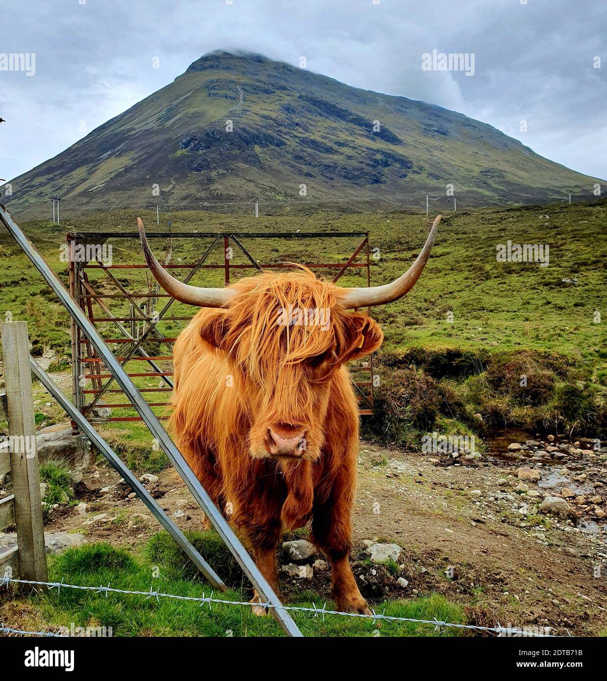 Straight horned cattle hi-res stock photography and images - Alamy