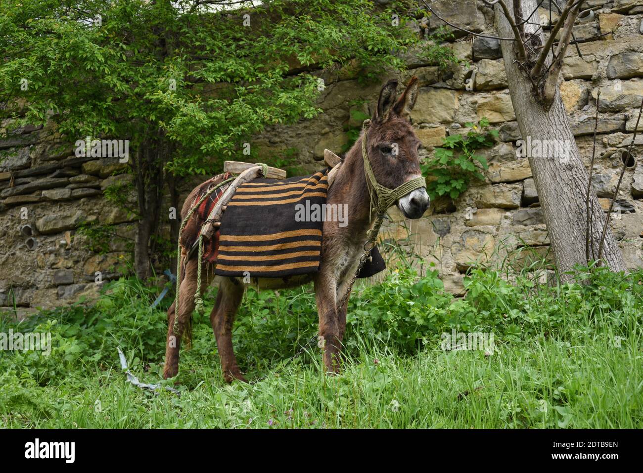 Balkan donkey hi-res stock photography and images - Alamy