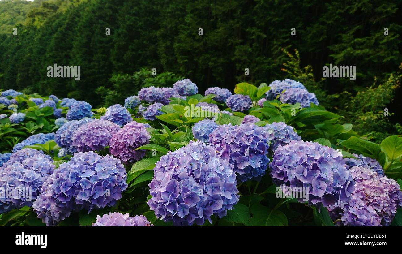 Hydrangea pink and blue landscape hi-res stock photography and images ...