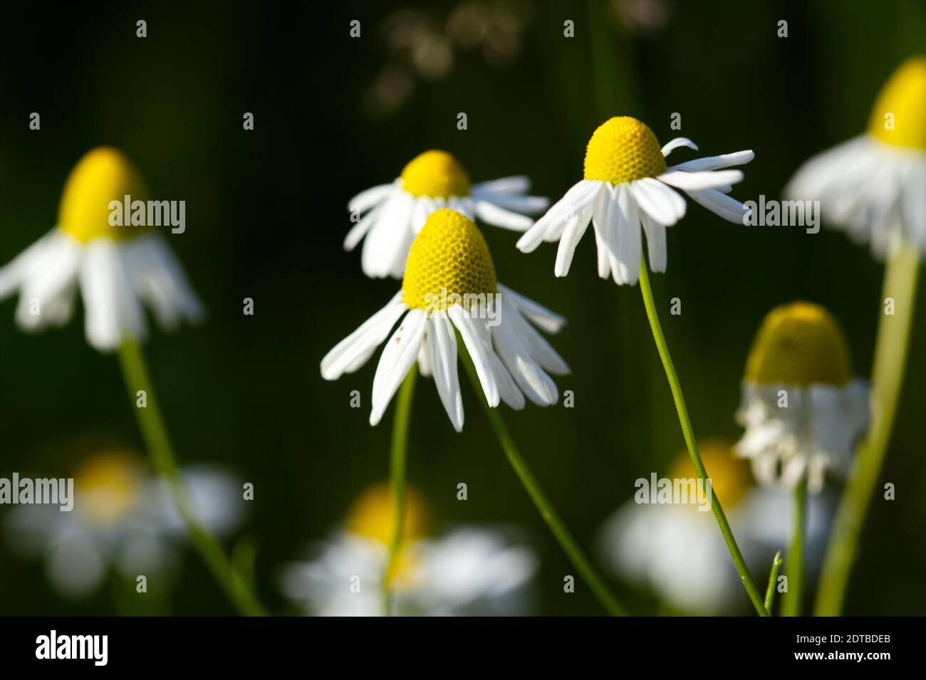 Plant of the daisy family hi-res stock photography and images - Alamy