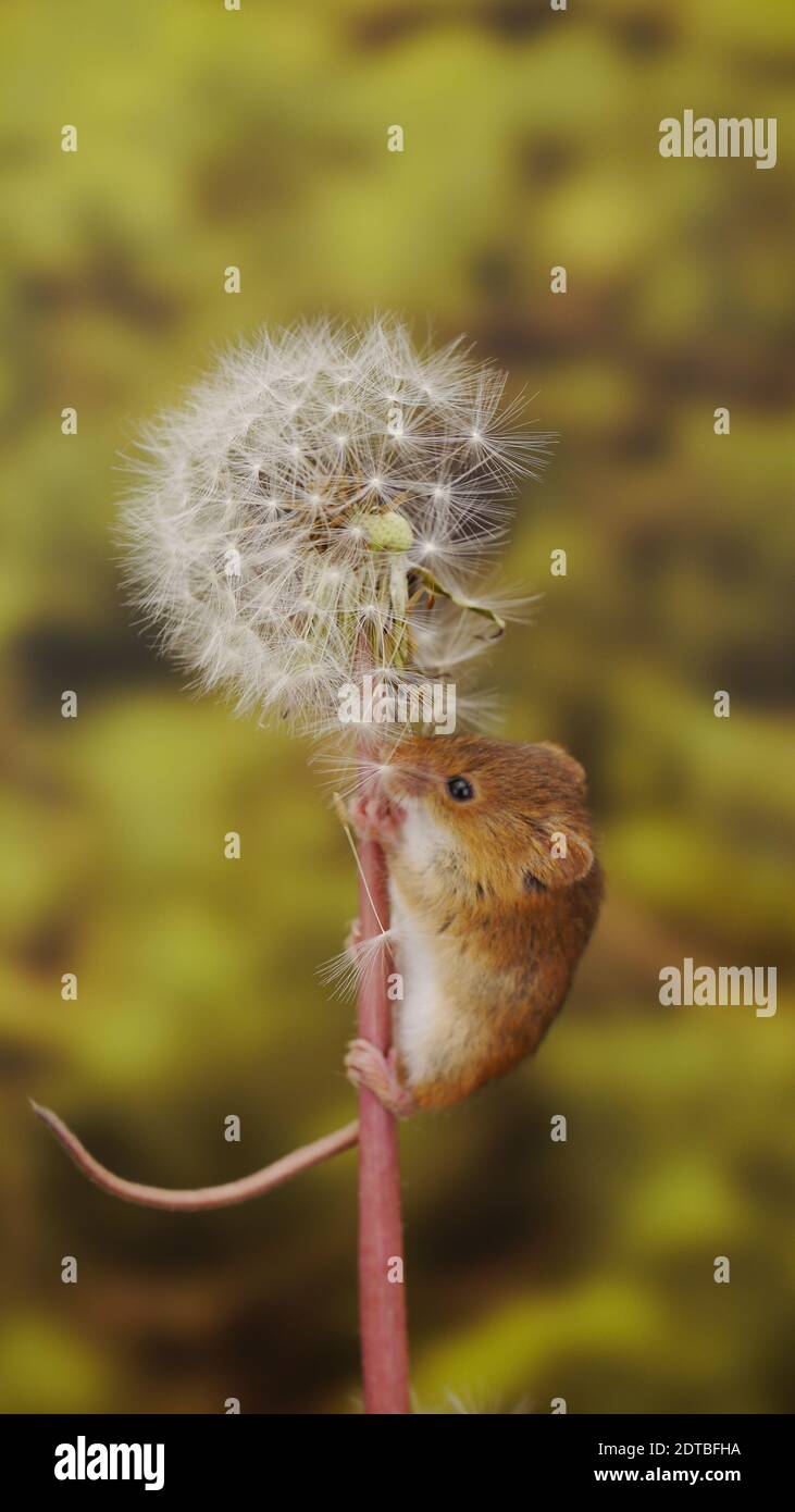 Harvest mouse dandelion stem hi-res stock photography and images - Alamy