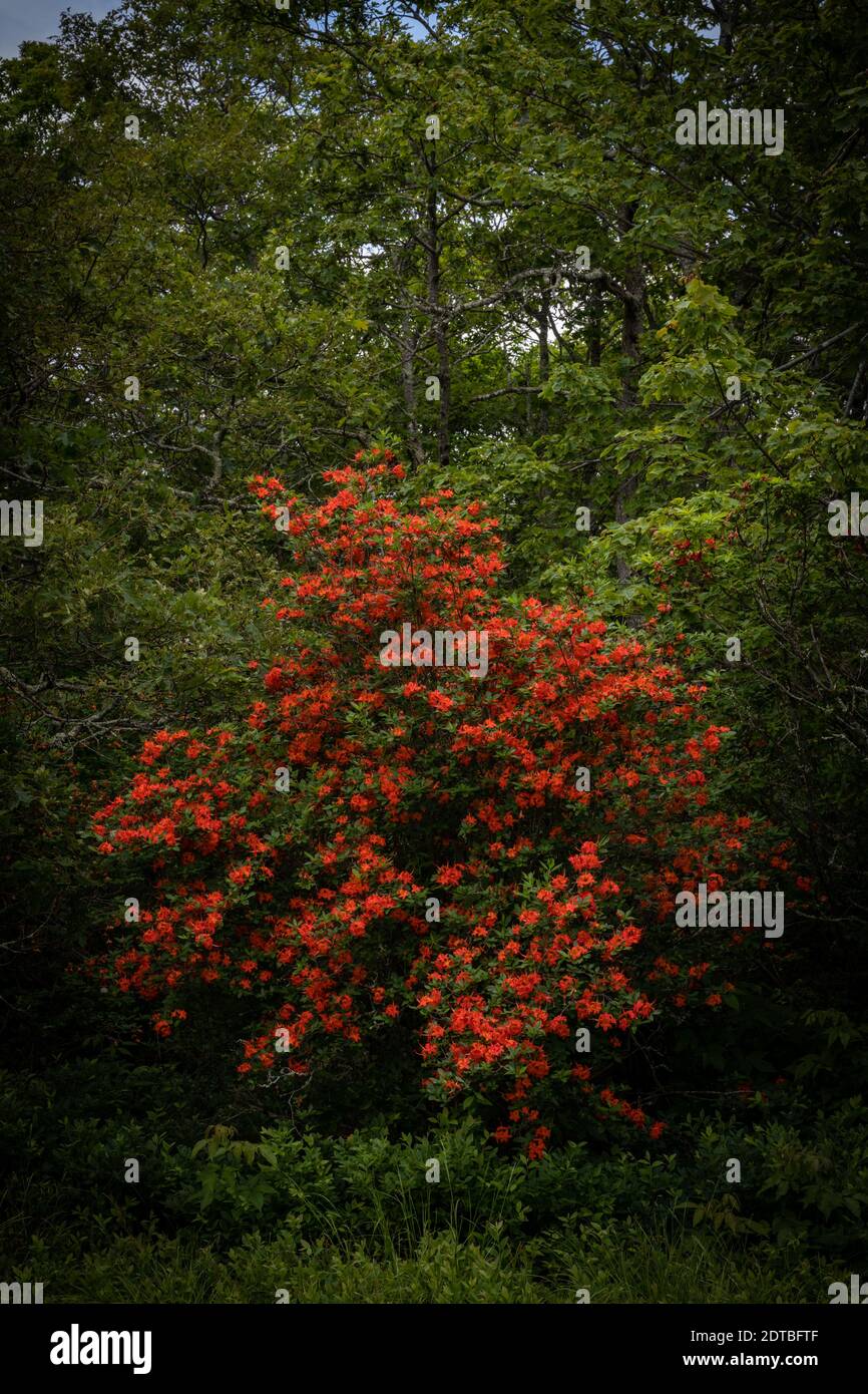 Flame Azalea on Gregory Bald Stock Photo - Alamy