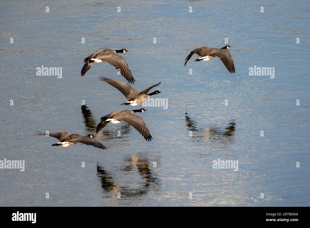 Geese Skim The Surface Of Yellowstone River in Wyoming Stock Photo - Alamy