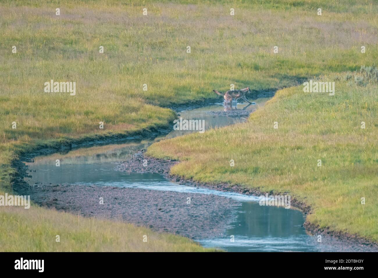 Gray Wolf Splashes Into Creek in Hayden Valley in Yellowstone Stock ...