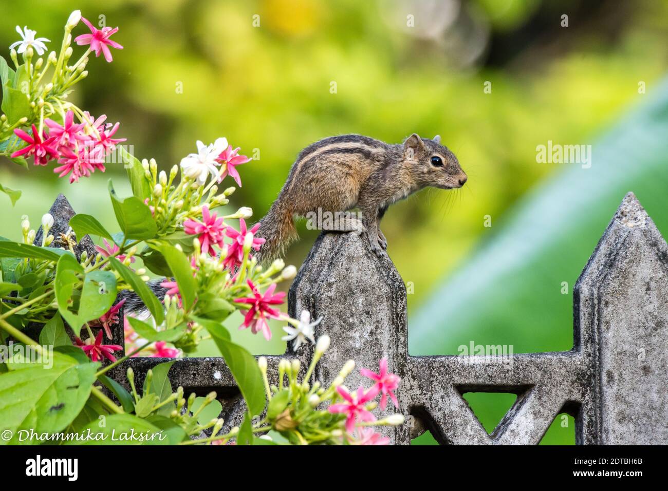 Squirrel running around in my garden Stock Photo - Alamy