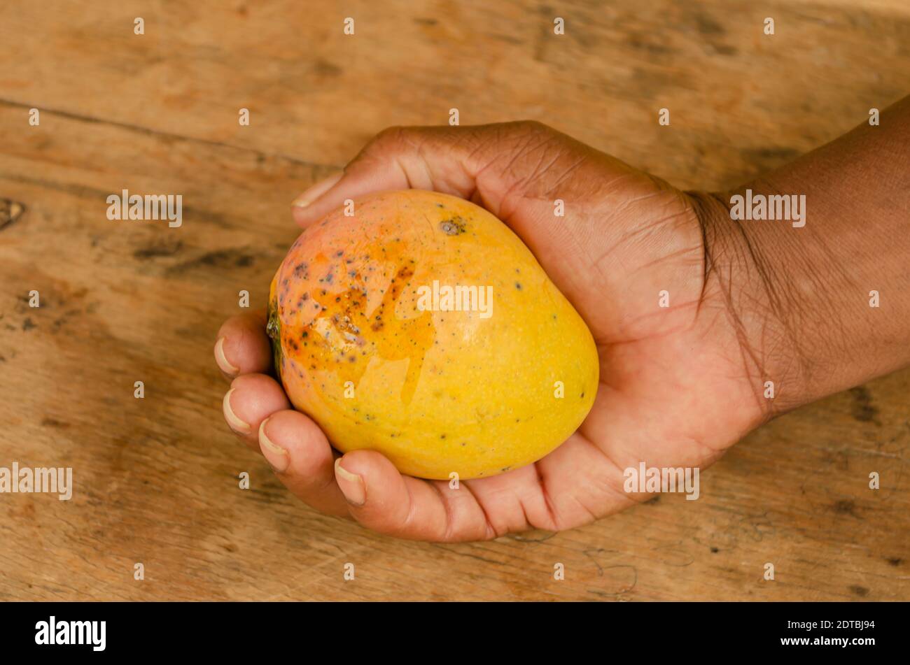 Hands holding mangoes hi-res stock photography and images - Alamy