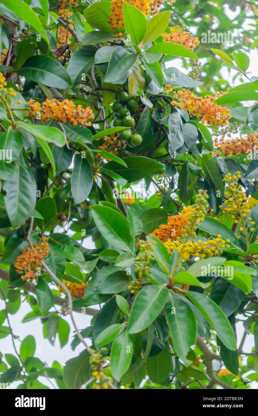 Changunga hi-res stock photography and images - Alamy