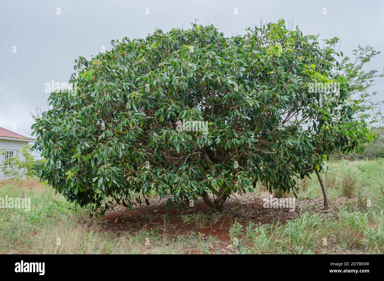 Litchi tree hi-res stock photography and images - Alamy