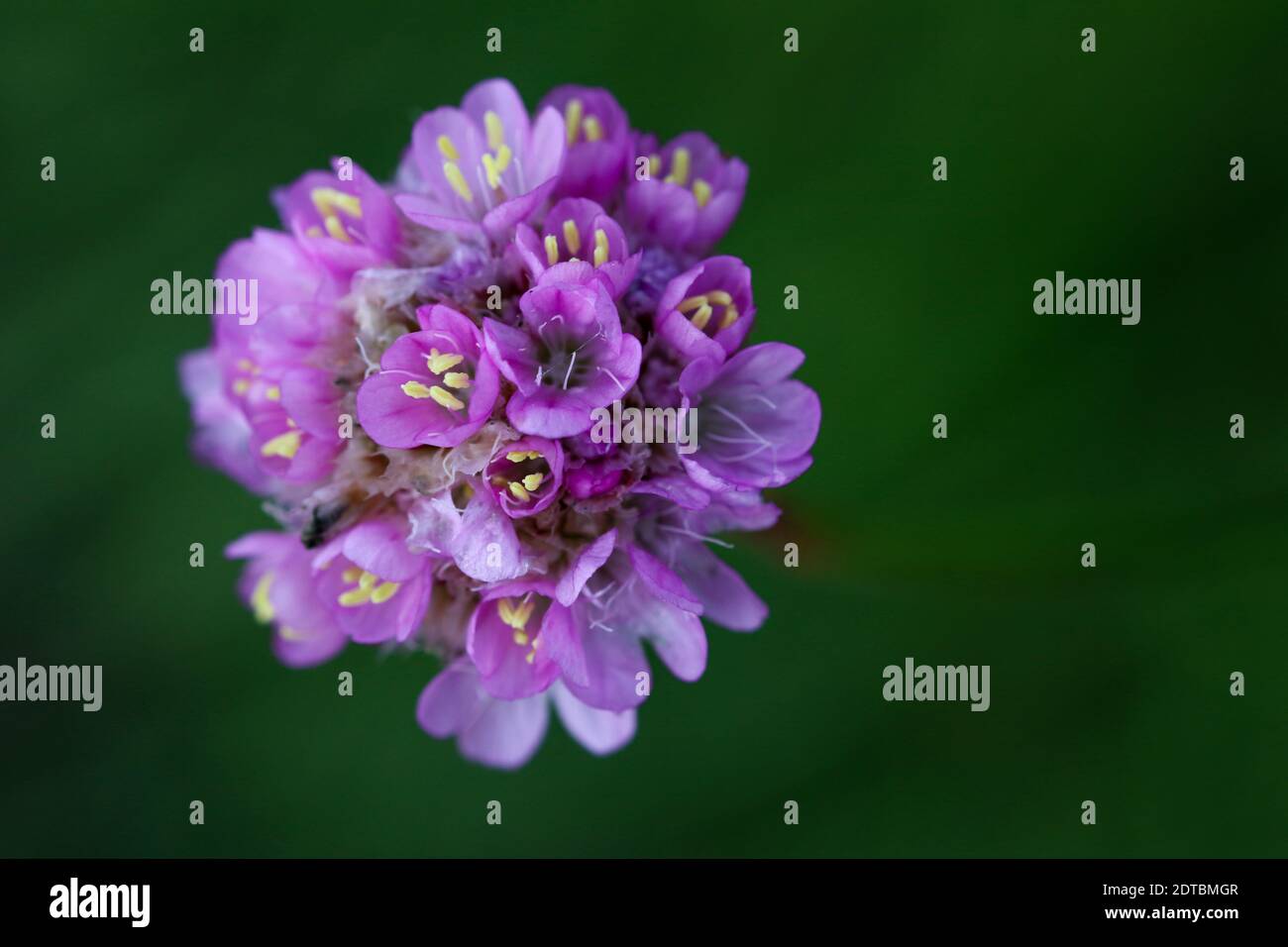 Detailed flower head hi-res stock photography and images - Alamy