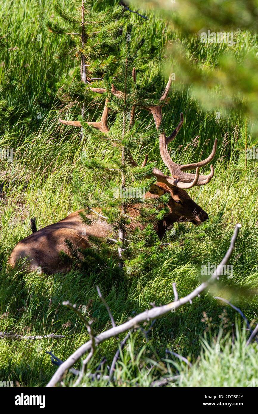 Elk in forest habitat hi-res stock photography and images - Alamy